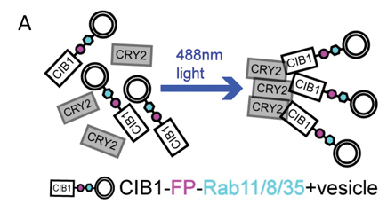 New Optogenetic Tools for Cytoskeleton and Membrane Control